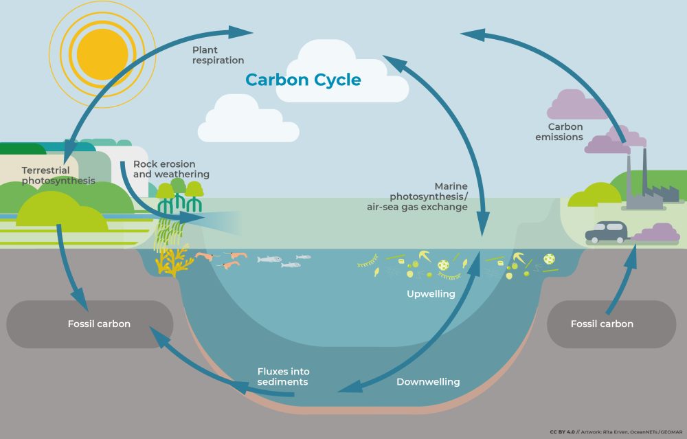 Infographics – OceanNETs